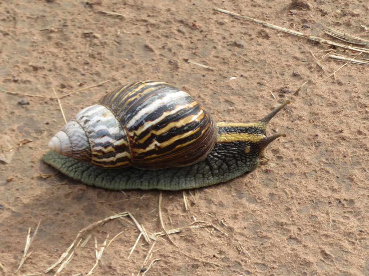 Back in business! – SnapHappyRoss