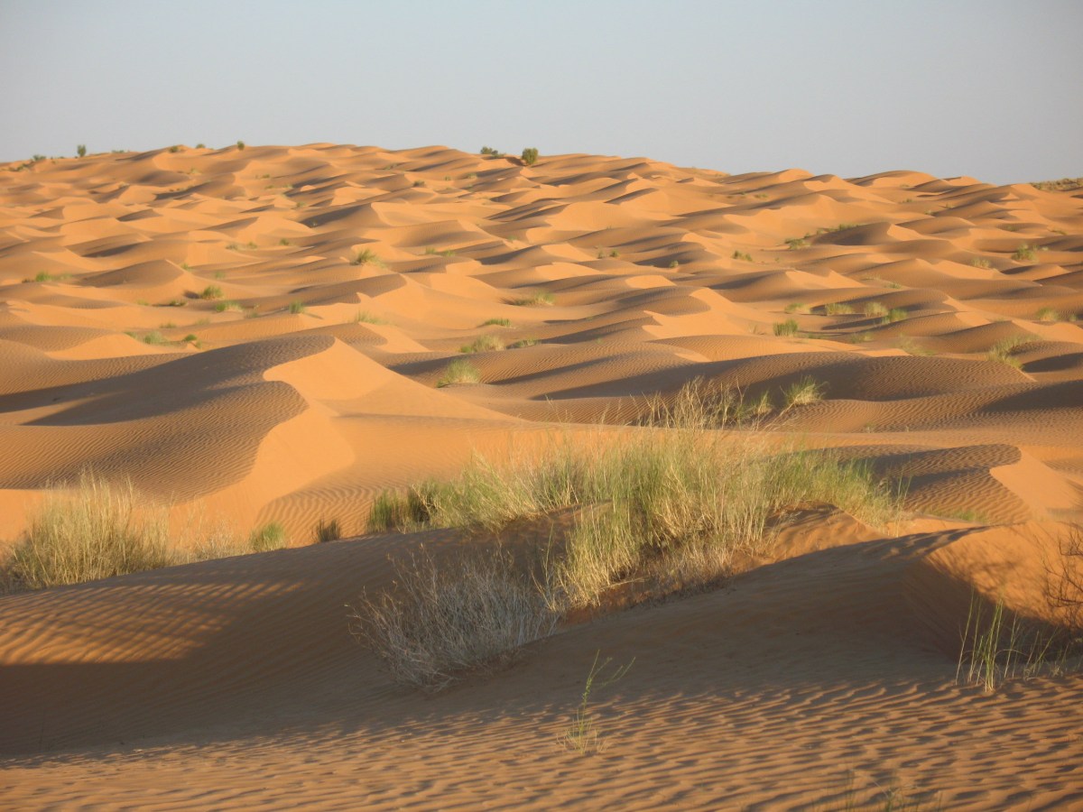 Sahara – SnapHappyRoss